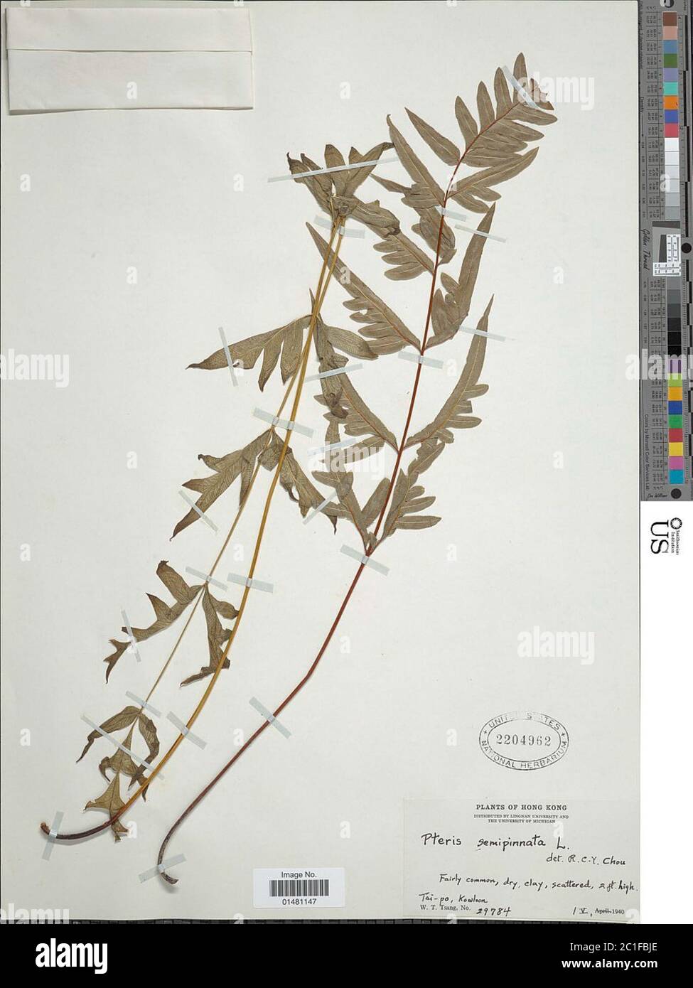 Pteris semipinnata L Pteris semipinnata L Stock Photo - Alamy