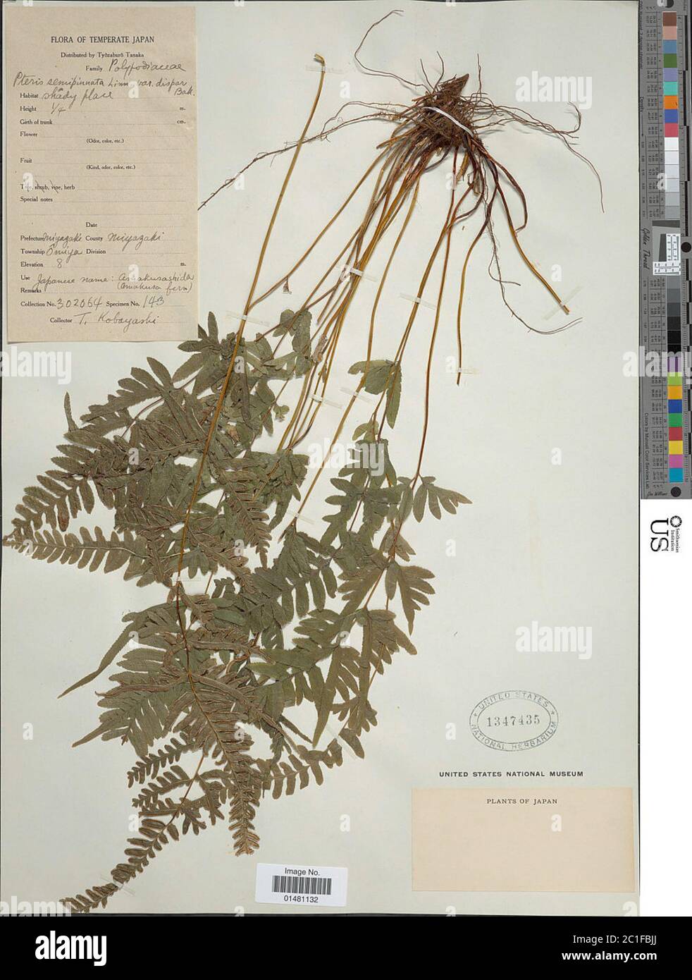 Pteris semipinnata L Pteris semipinnata L Stock Photo - Alamy