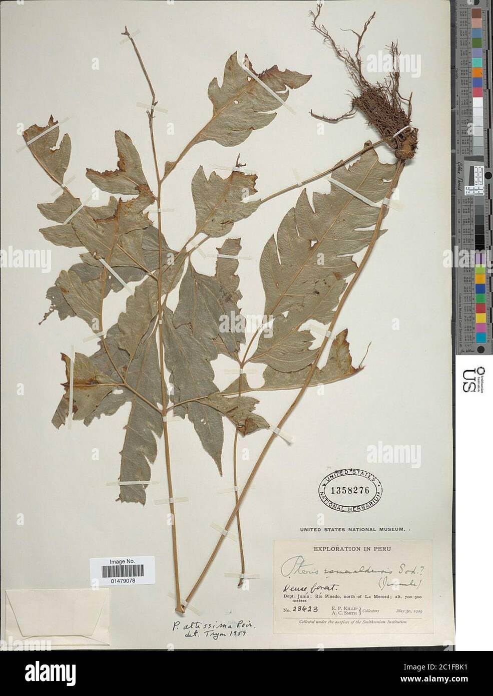 Pteris altissima Poir Pteris altissima Poir Stock Photo - Alamy