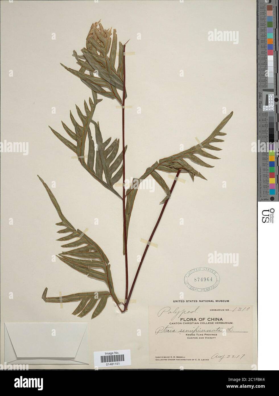 Pteris semipinnata L Pteris semipinnata L Stock Photo - Alamy