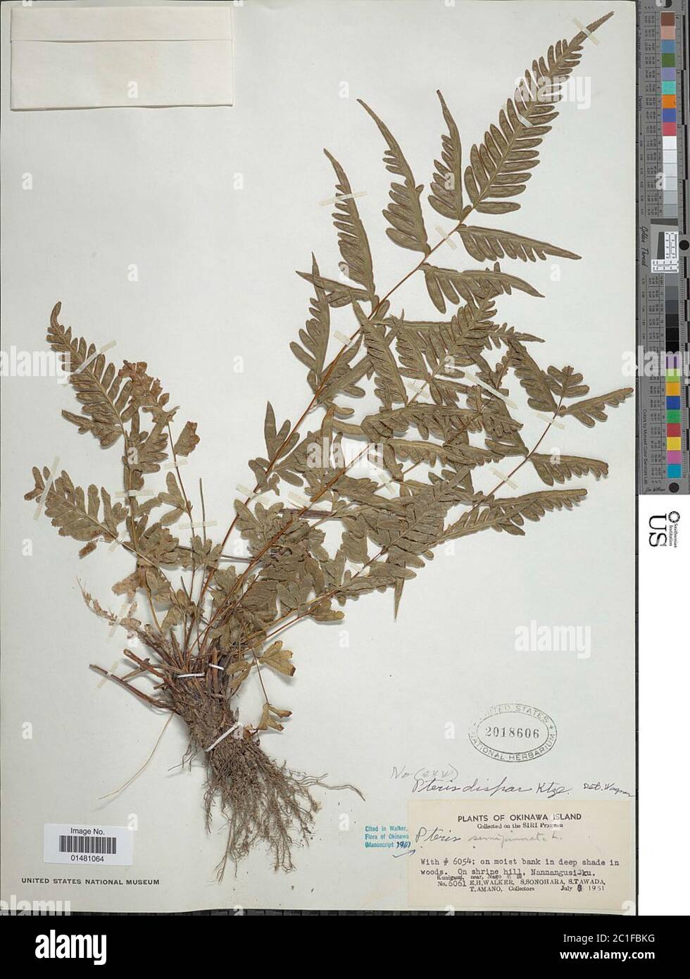 Pteris semipinnata L Pteris semipinnata L Stock Photo - Alamy