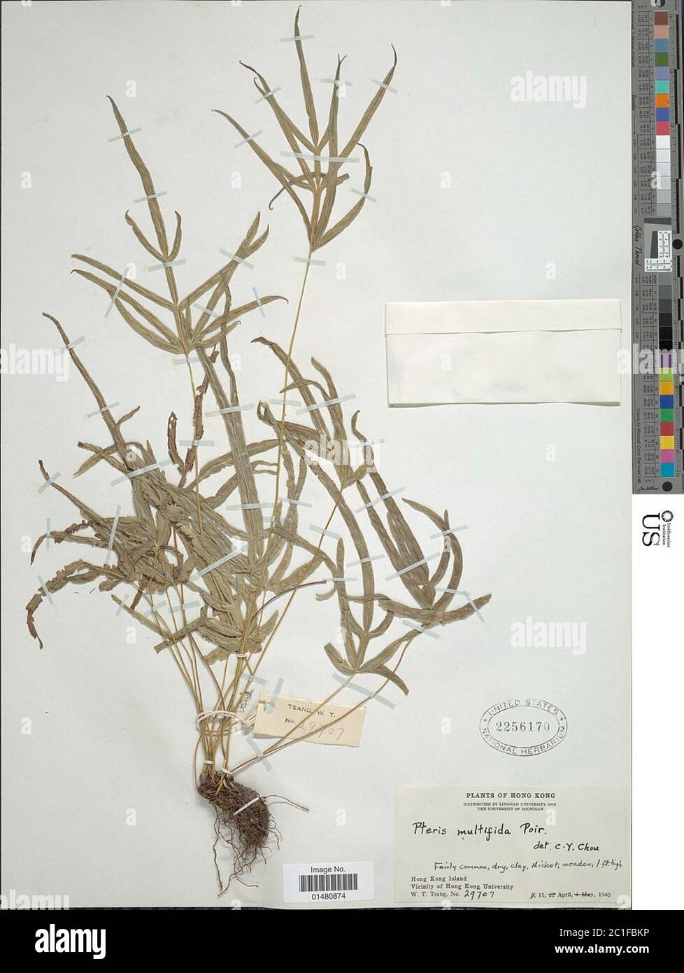 Pteris multifida Pteris multifida Stock Photo - Alamy