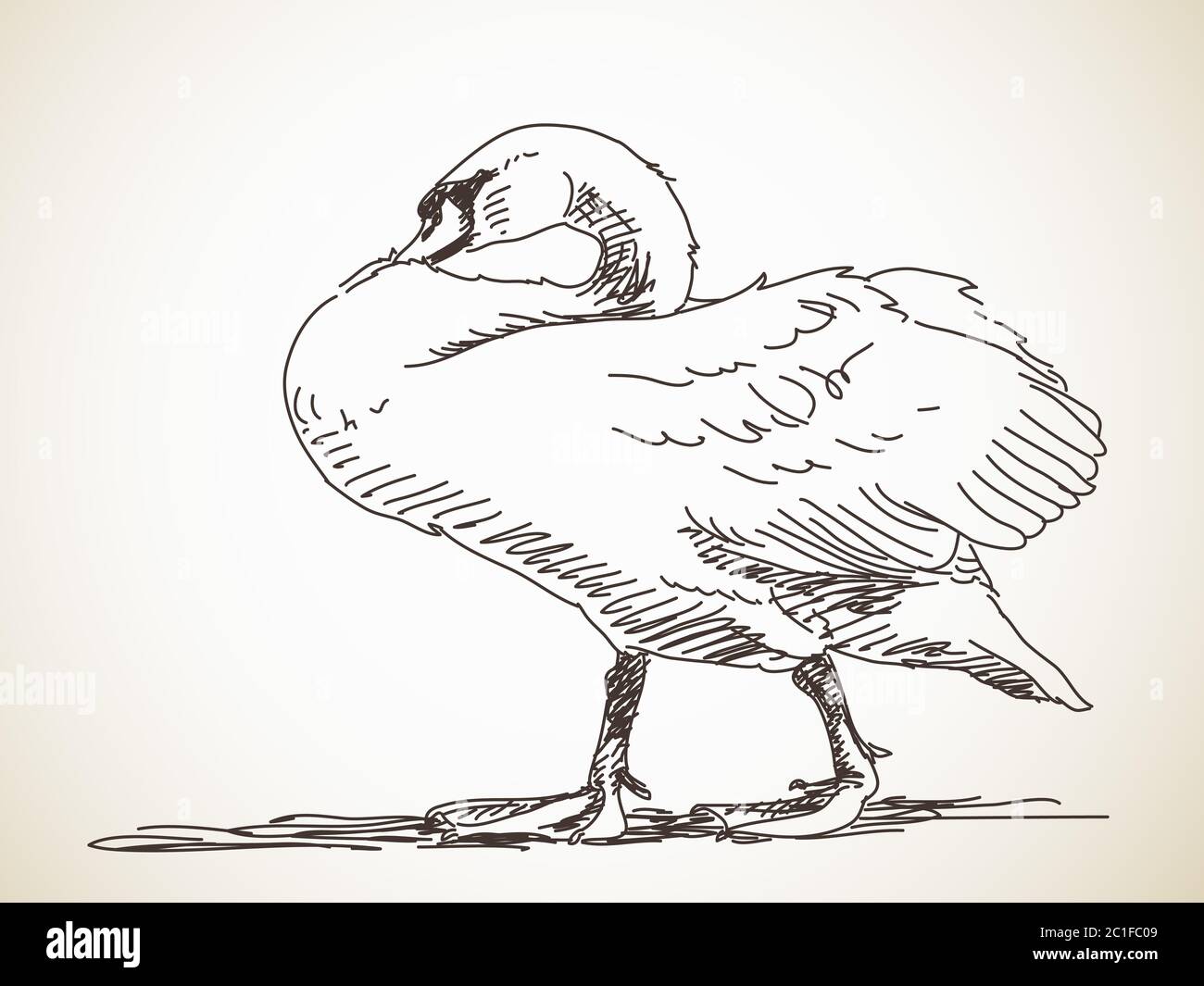 Sketch of swan. Hand drawn illustration Stock Vector Image & Art - Alamy
