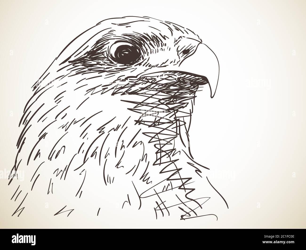 Portrait of eagle, Hand drawn sketch Stock Vector Image & Art - Alamy