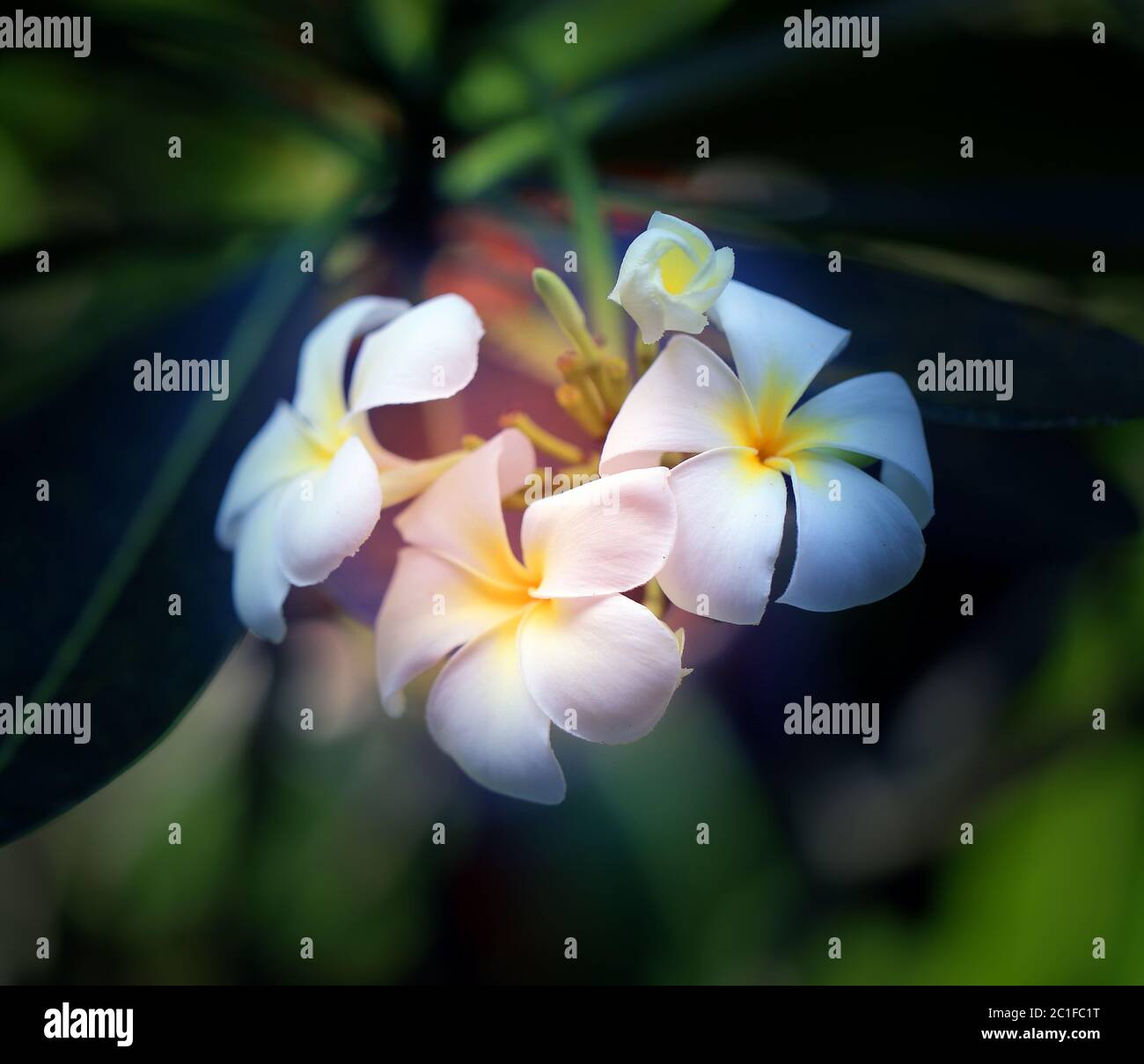 Frangipane tree hi-res stock photography and images - Alamy