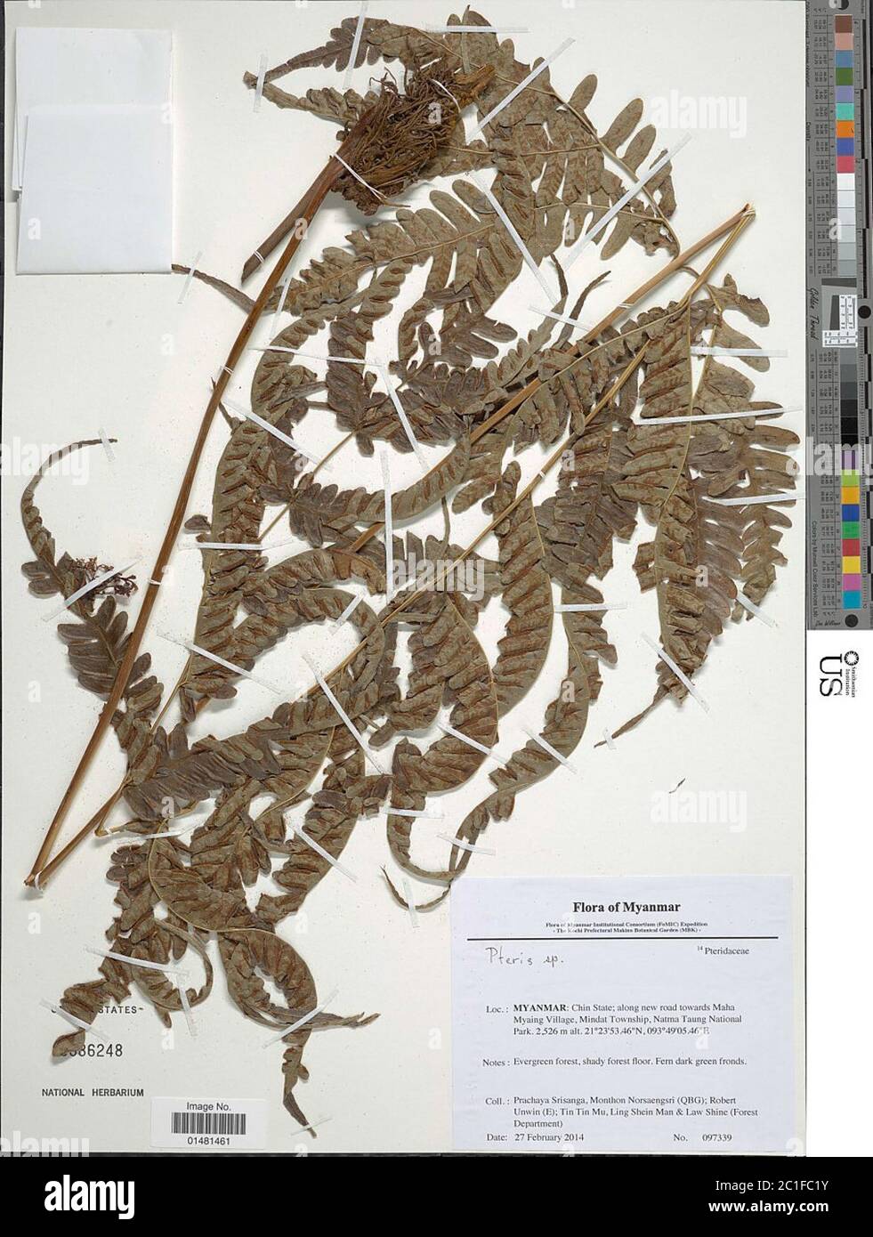 Pteris sp Pteris sp Stock Photo - Alamy