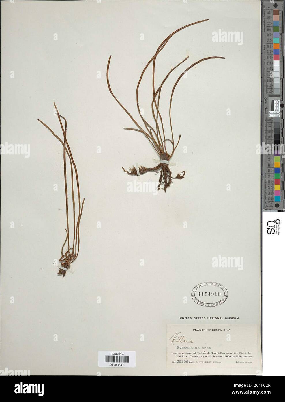 Vittaria High Resolution Stock Photography and Images - Alamy