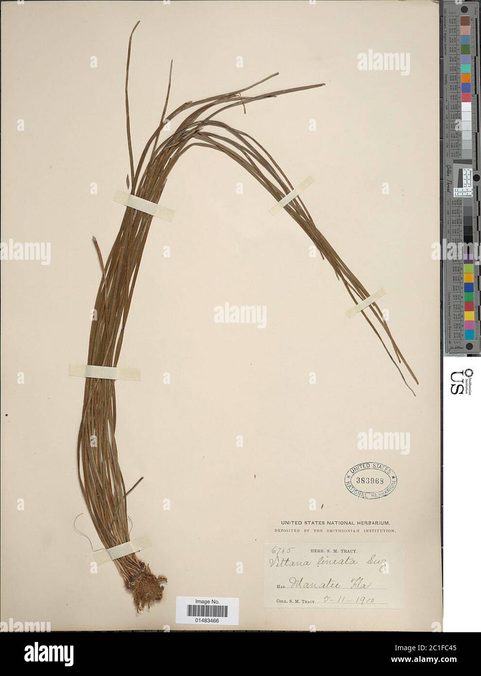 Vittaria hi-res stock photography and images - Alamy