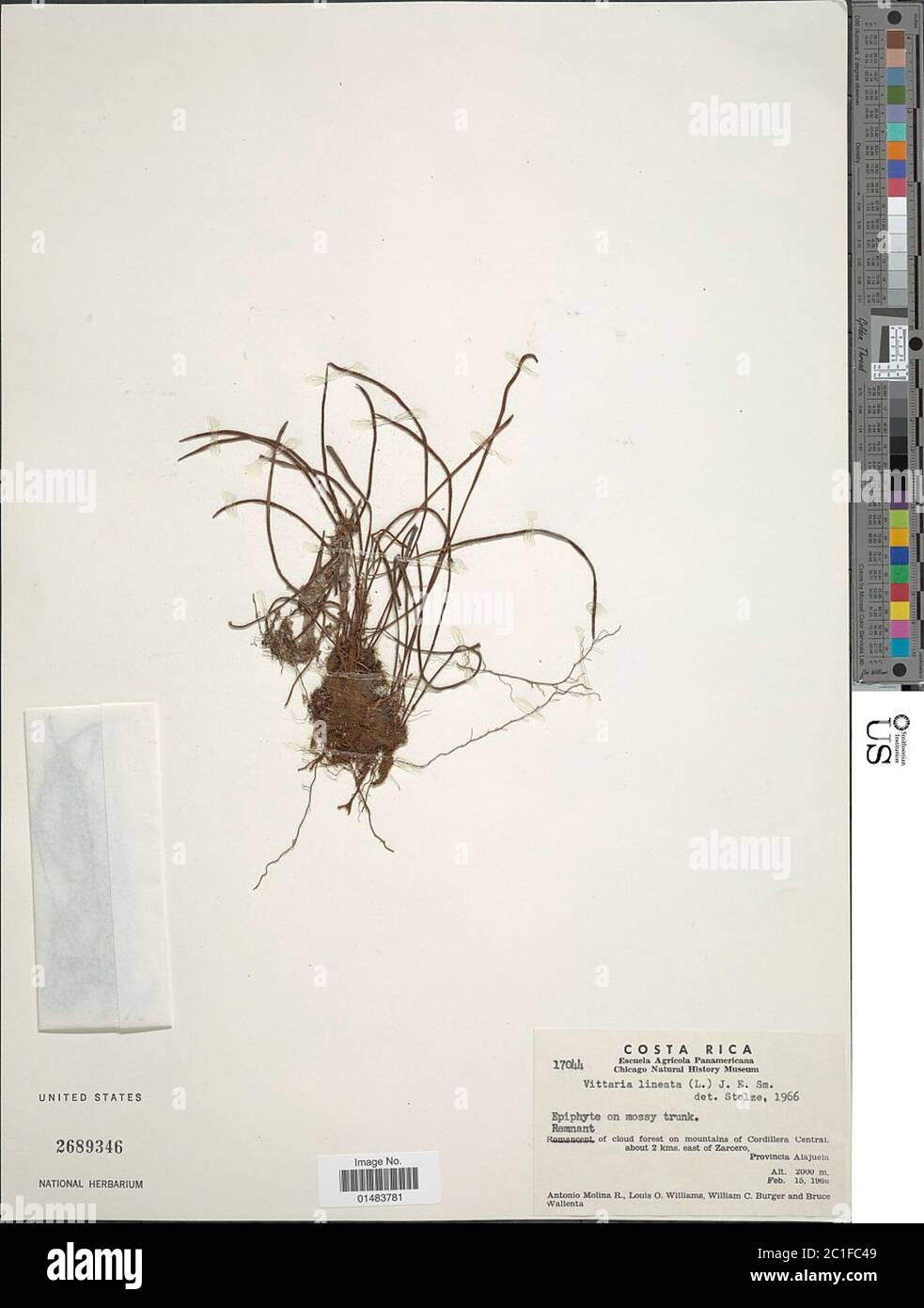 Vittaria lineata L Sm Vittaria lineata L Sm Stock Photo - Alamy