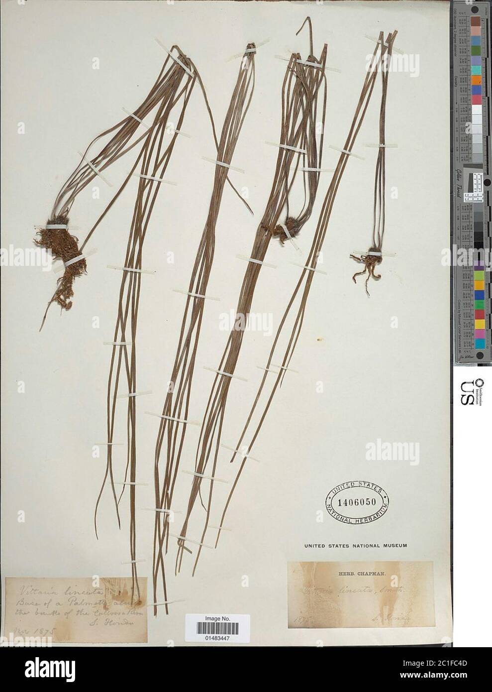 Vittaria lineata hi-res stock photography and images - Alamy