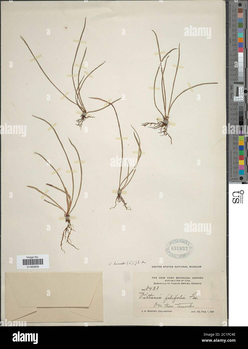 Vittaria hi-res stock photography and images - Alamy