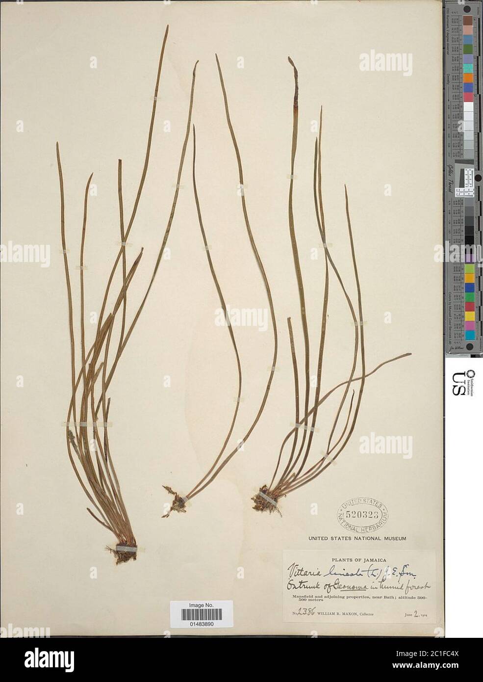 Vittaria lineata hi-res stock photography and images - Alamy