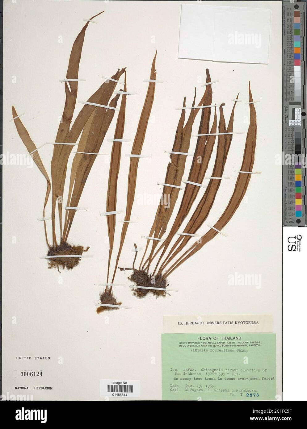 Haplopteris forrestiana Ching EH Crane Haplopteris forrestiana Ching EH ...