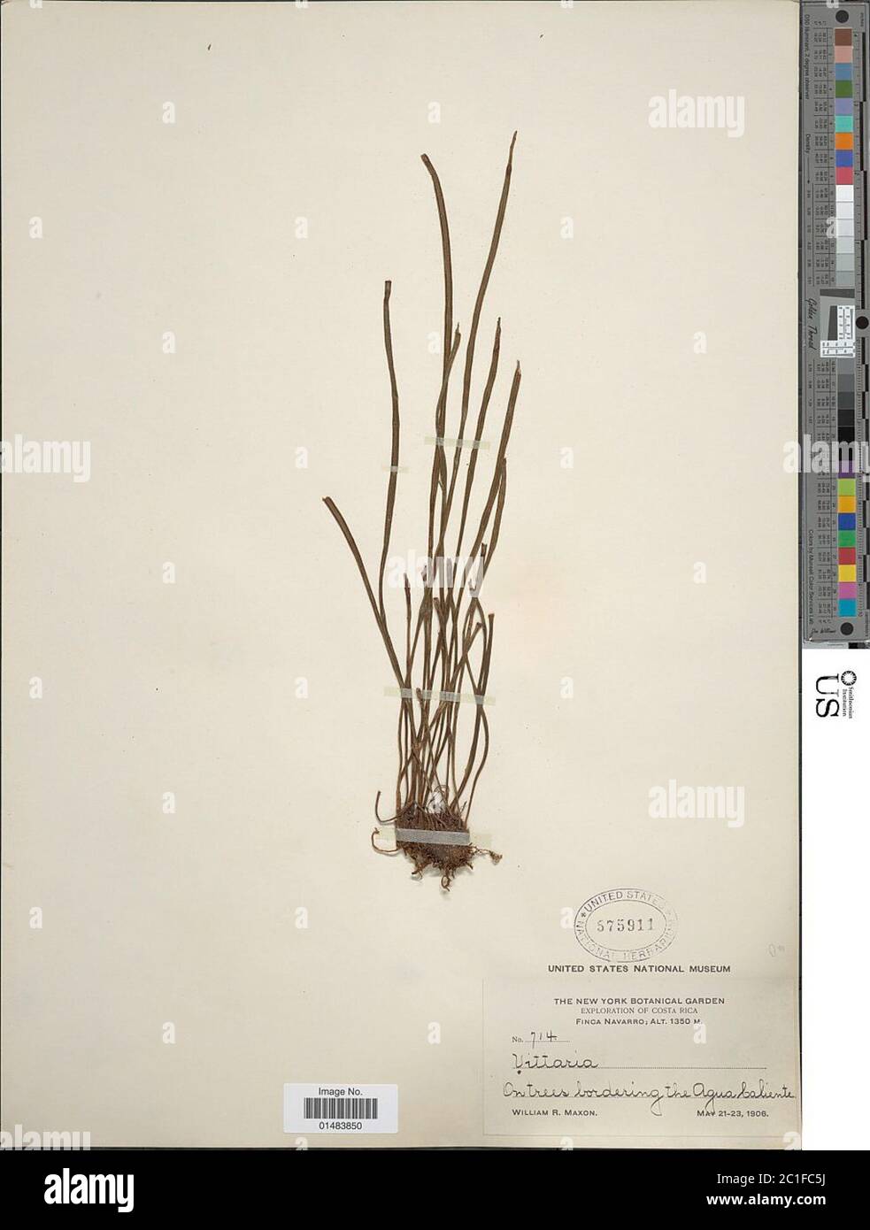 Vittaria sp Vittaria sp Stock Photo - Alamy