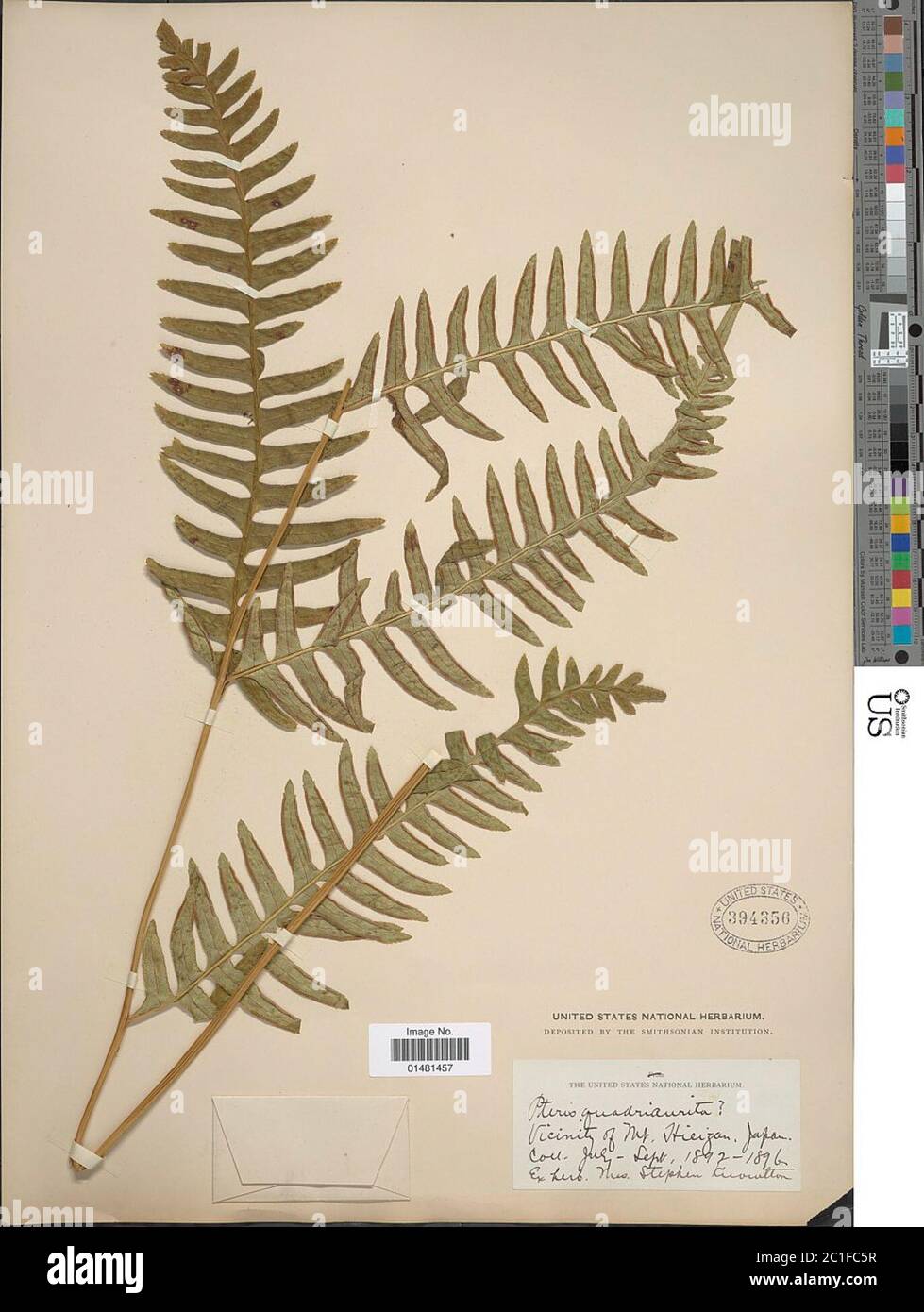 Pteris sp Pteris sp Stock Photo - Alamy