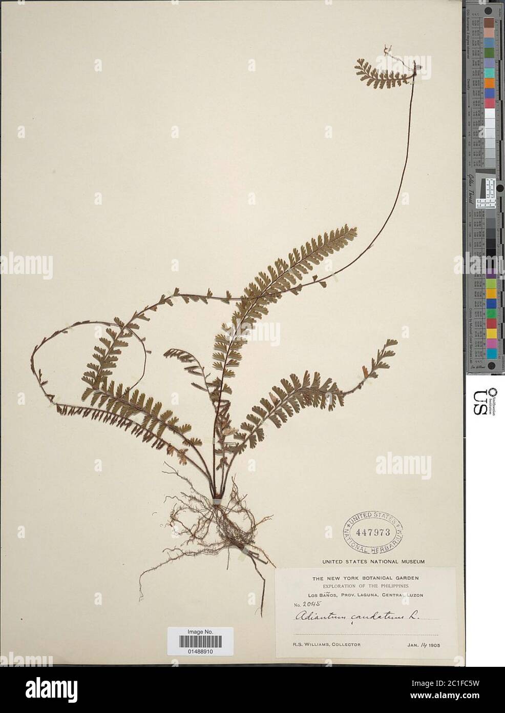 Adiantum caudatum hi-res stock photography and images - Alamy