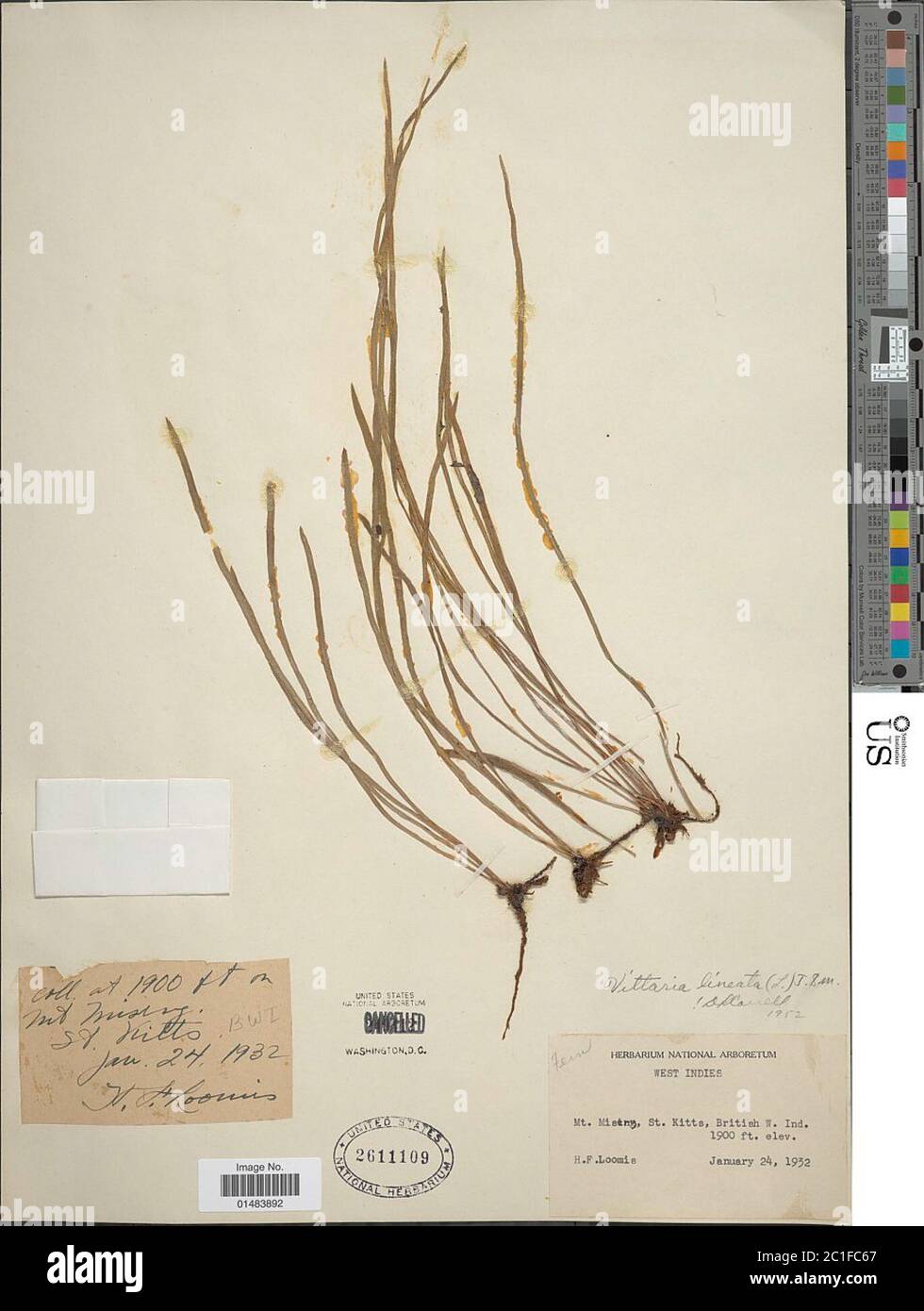 Vittaria High Resolution Stock Photography and Images - Alamy