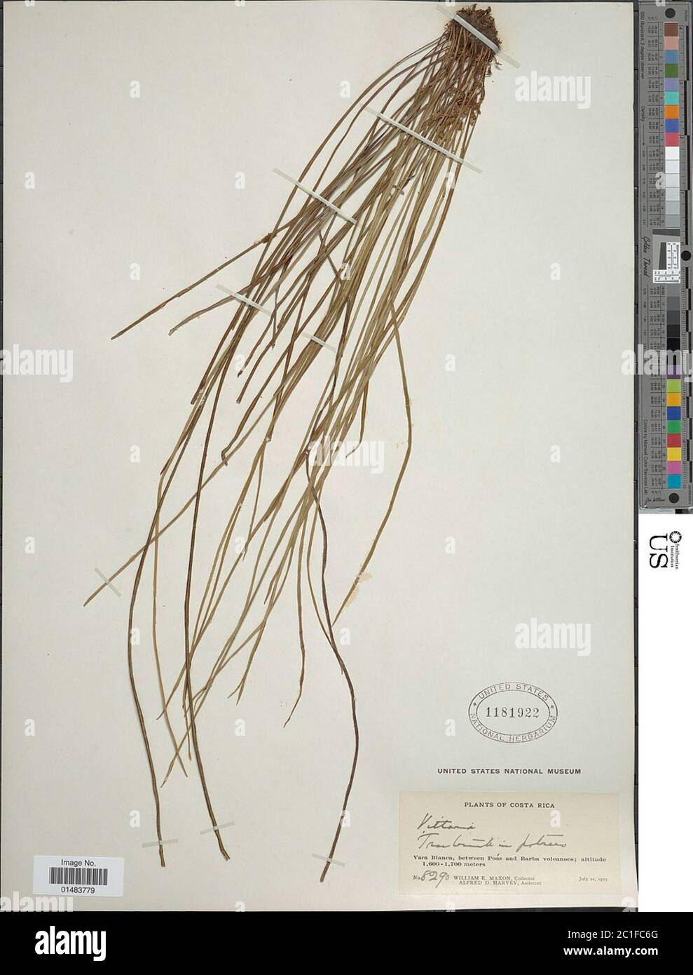 Vittaria lineata hi-res stock photography and images - Alamy