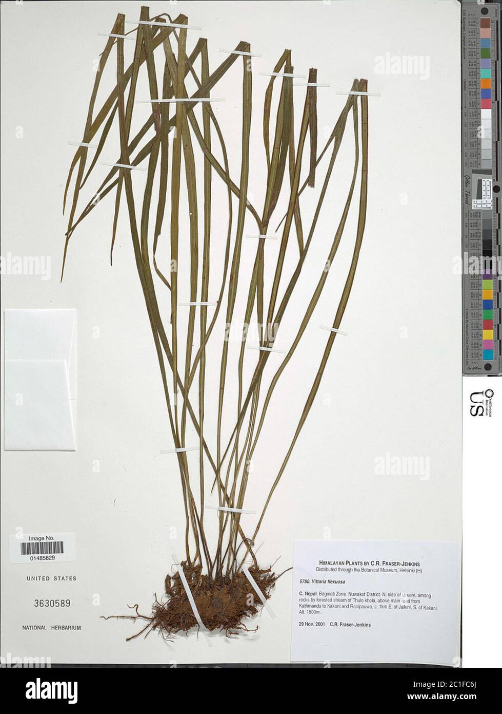 Haplopteris hi-res stock photography and images - Alamy