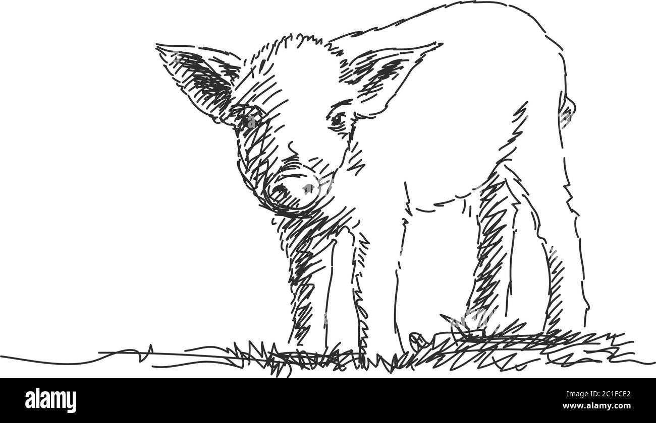 Hand drawn pig pork Black and White Stock Photos & Images - Alamy