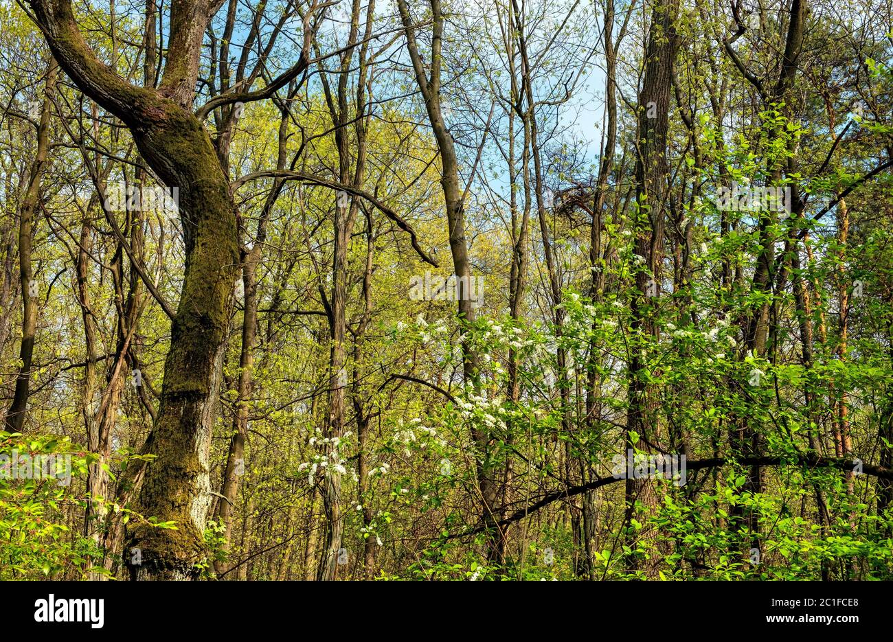 Mixed vegetation panoramic hi-res stock photography and images - Alamy
