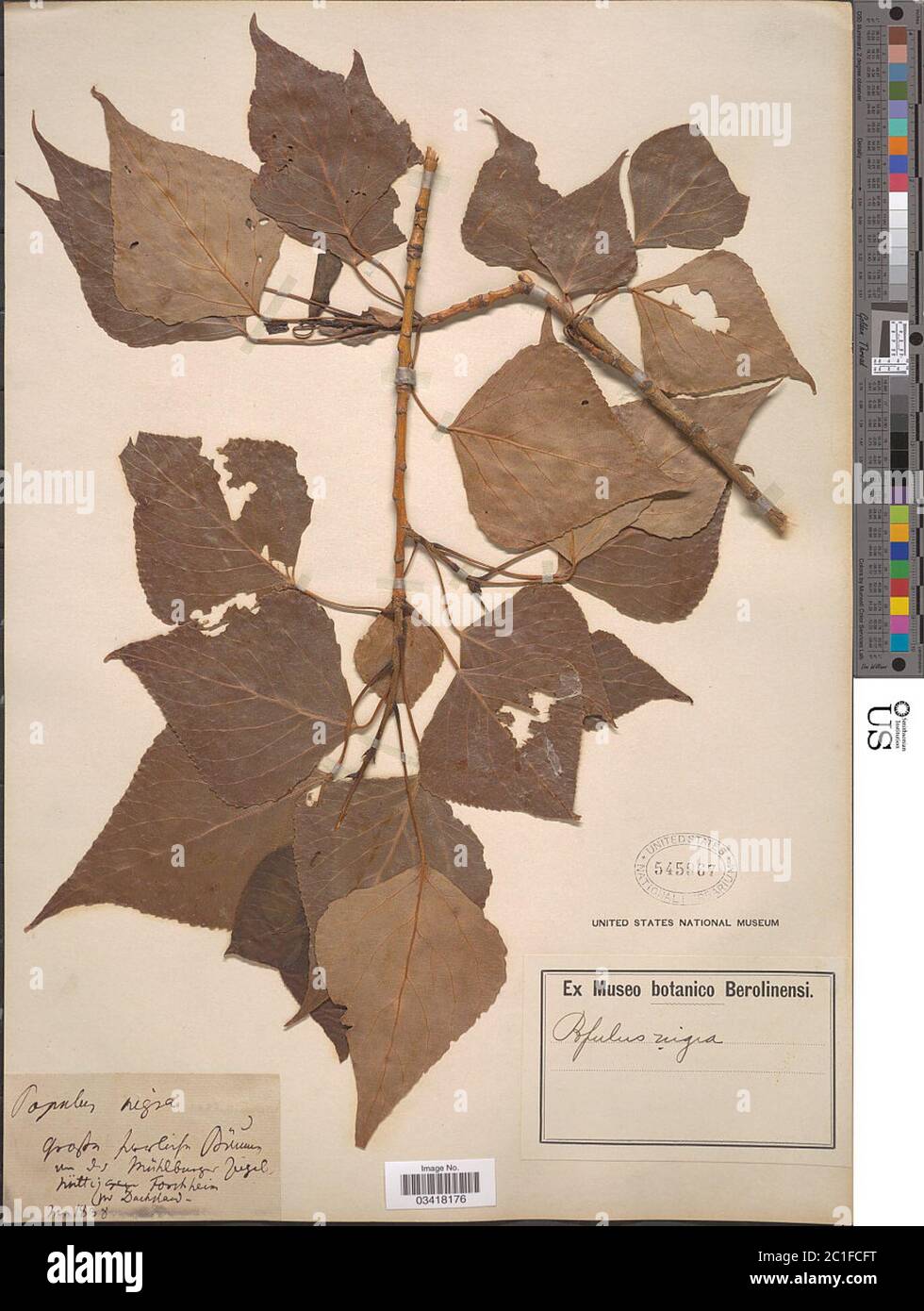 Populus nigra l hi-res stock photography and images - Alamy