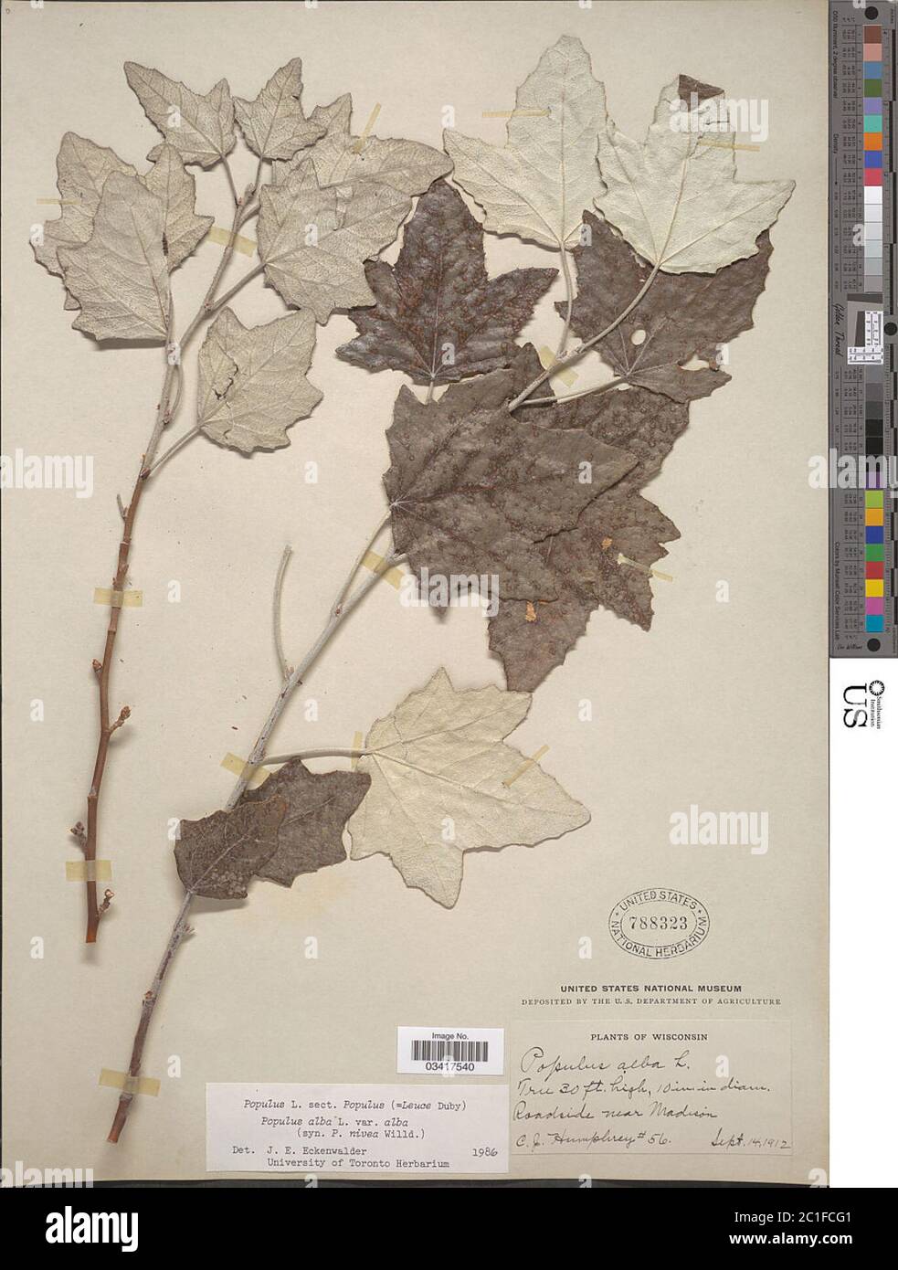 Populus alba L Populus alba L Stock Photo - Alamy