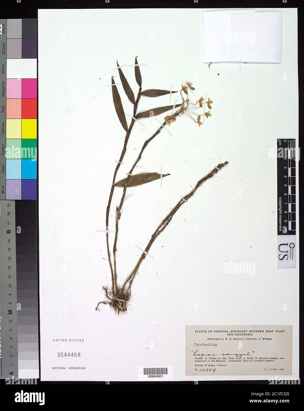 Dendrobium dendrobium sp hi-res stock photography and images - Alamy