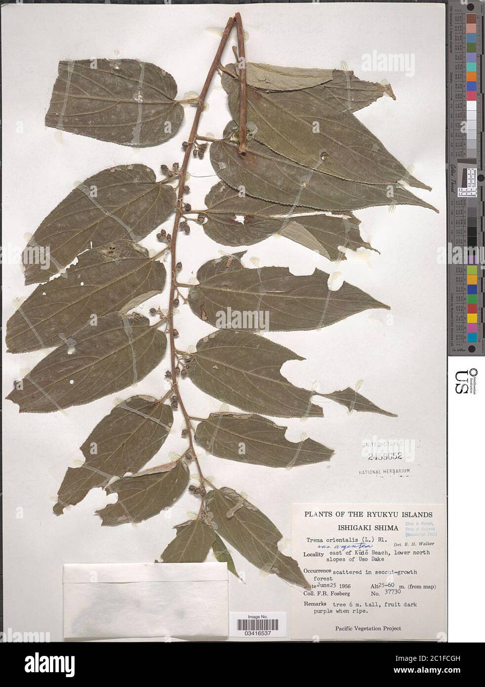 Trema orientalis L Blume Trema orientalis L Blume Stock Photo - Alamy