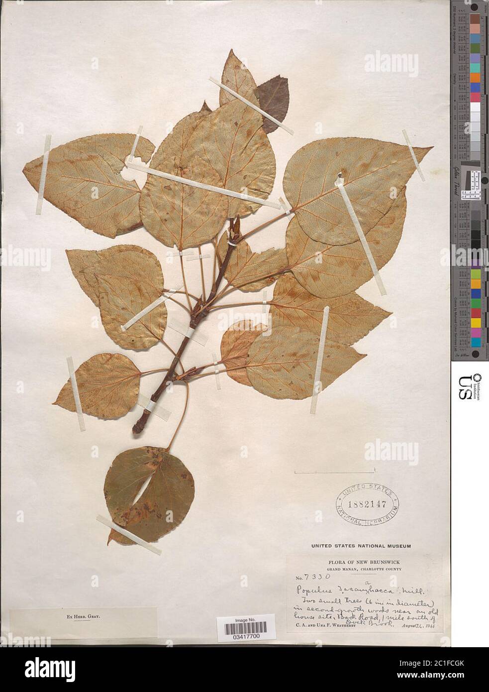 Populus balsamifera L Populus balsamifera L Stock Photo - Alamy