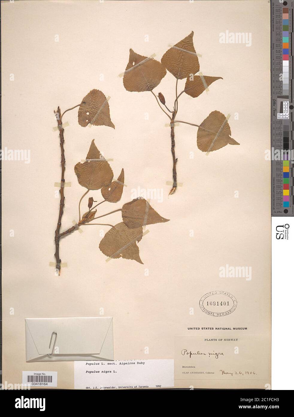 Populus nigra l hi-res stock photography and images - Alamy