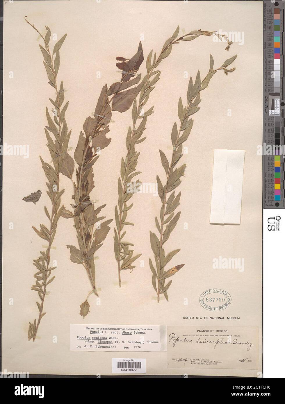Populus mexicana Populus mexicana Stock Photo - Alamy