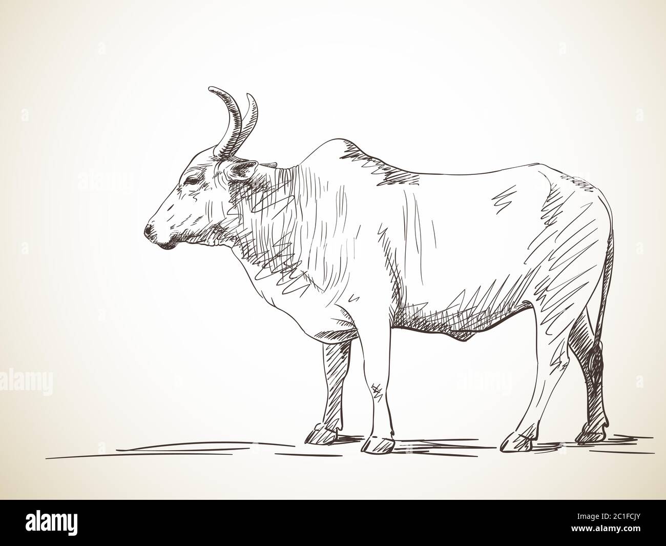 Sketch of zebu bull, Hand drawn illustration Stock Vector Image & Art ...