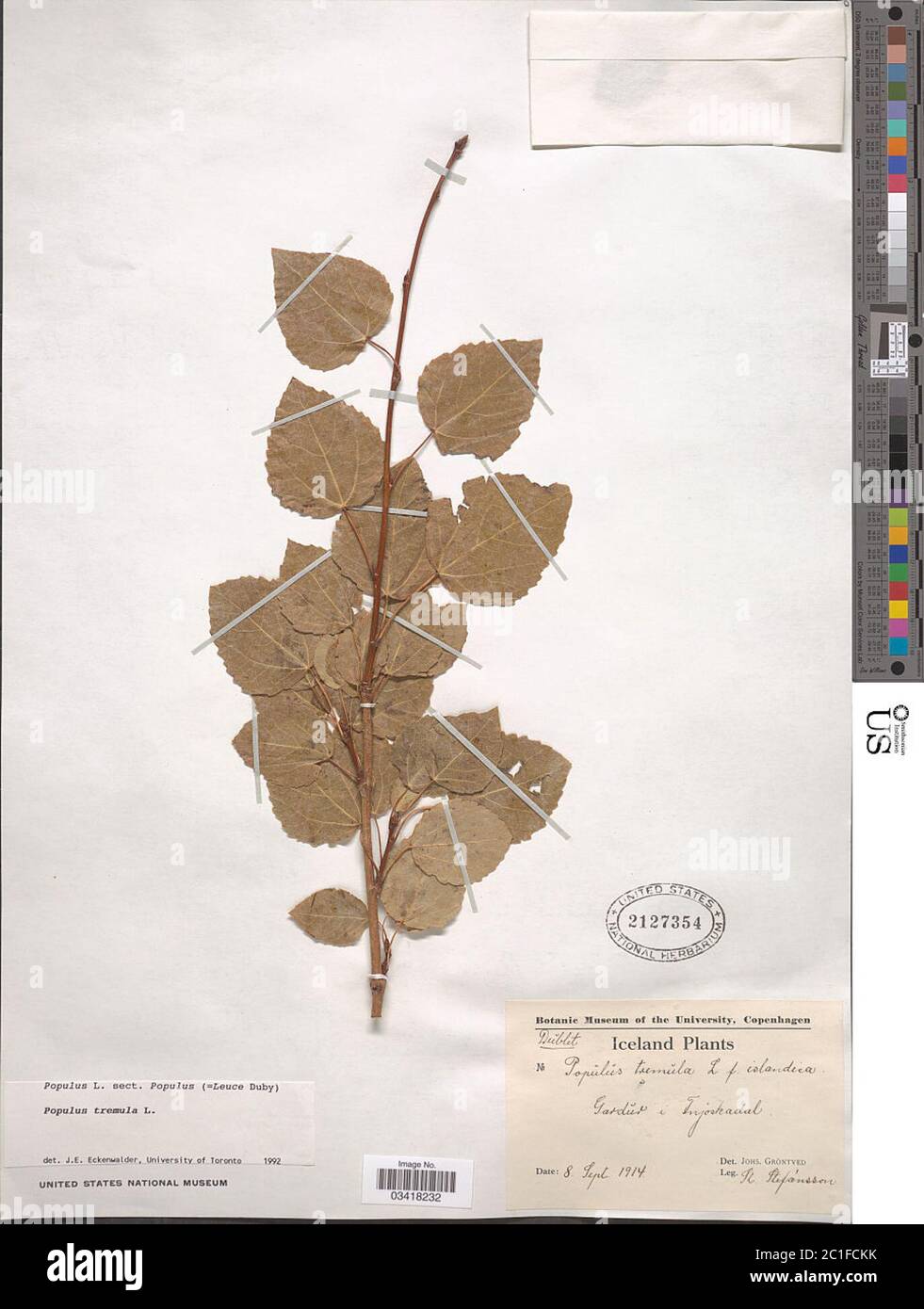 Populus tremula l hi-res stock photography and images - Alamy