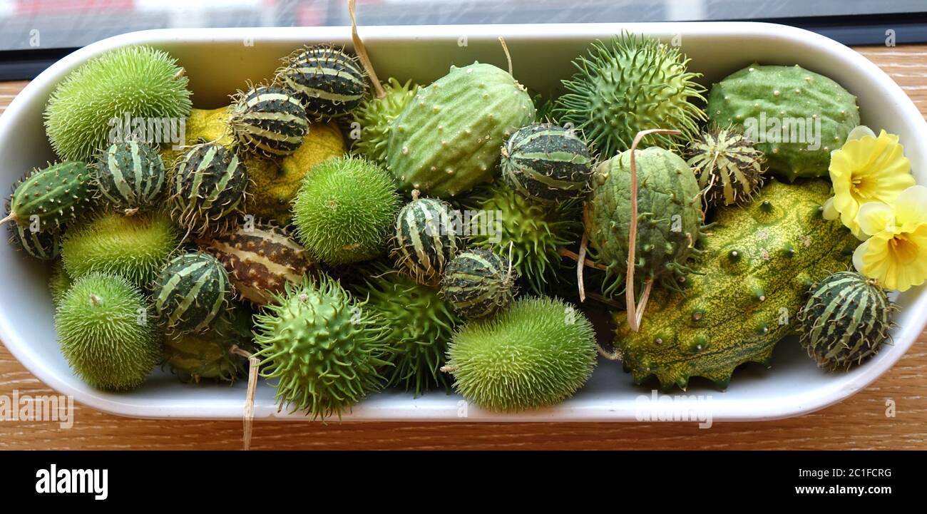 miniature custbite,decoration on butter fat Stock Photo - Alamy