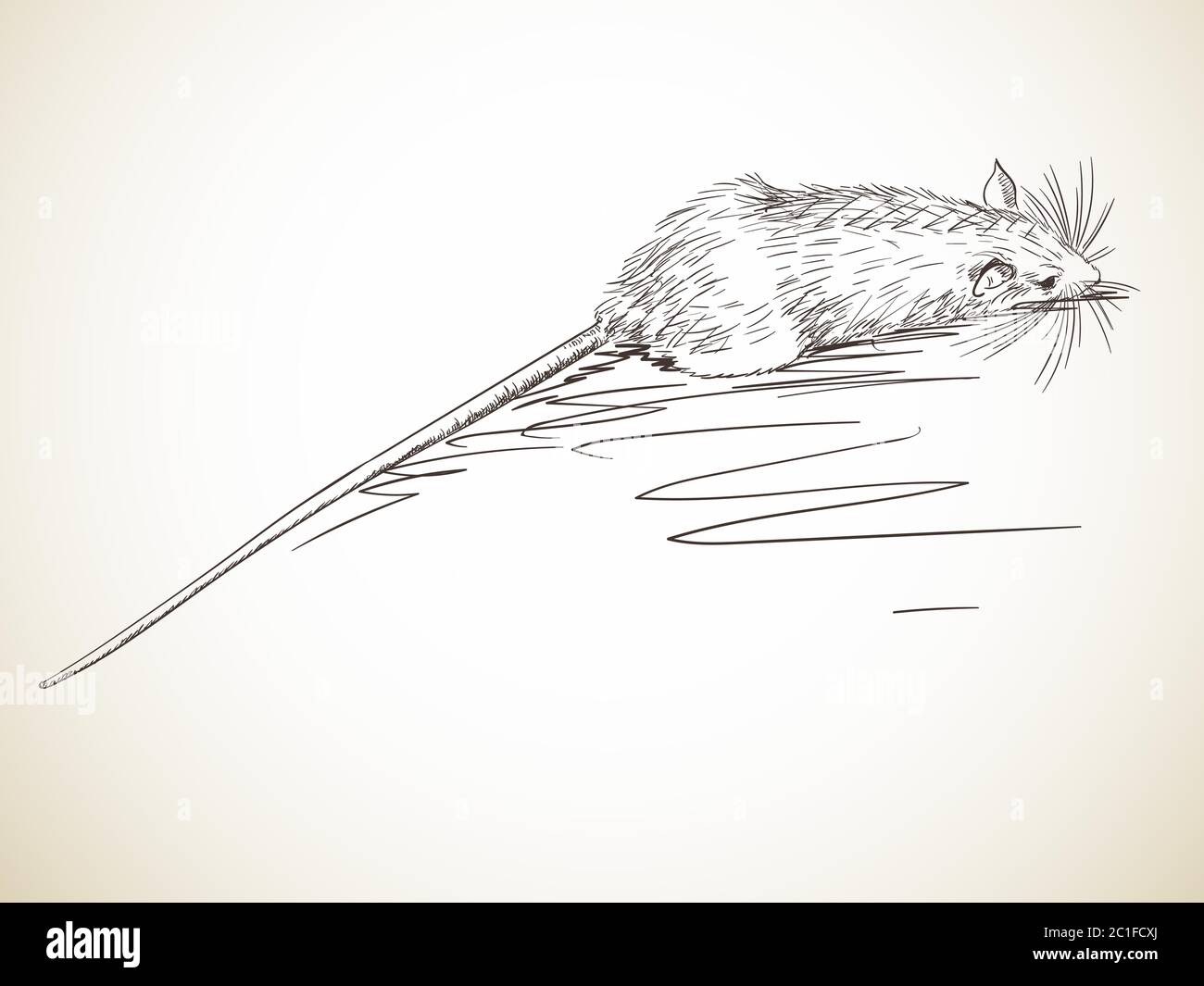 Sketch of rat, Hand drawn illustration Stock Vector Image & Art - Alamy
