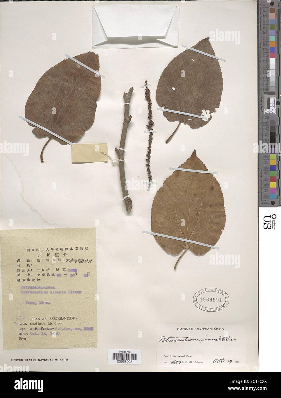 Tetracentron sinense hi-res stock photography and images - Alamy