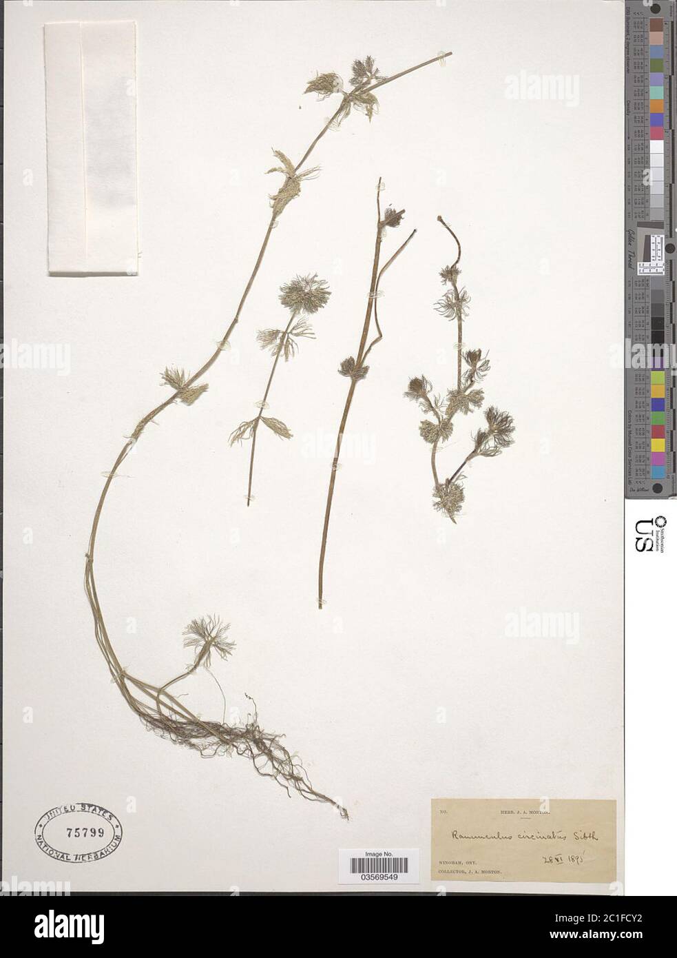 Ranunculus subrigidus Drew Ranunculus subrigidus Drew Stock Photo - Alamy