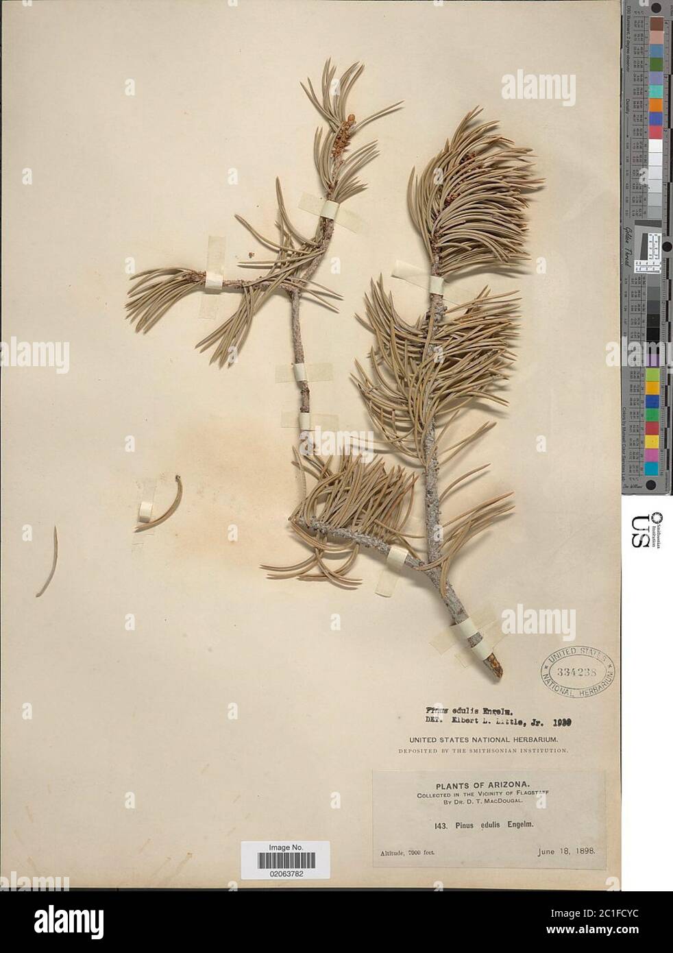 Pinus edulis Engelm Pinus edulis Engelm Stock Photo - Alamy