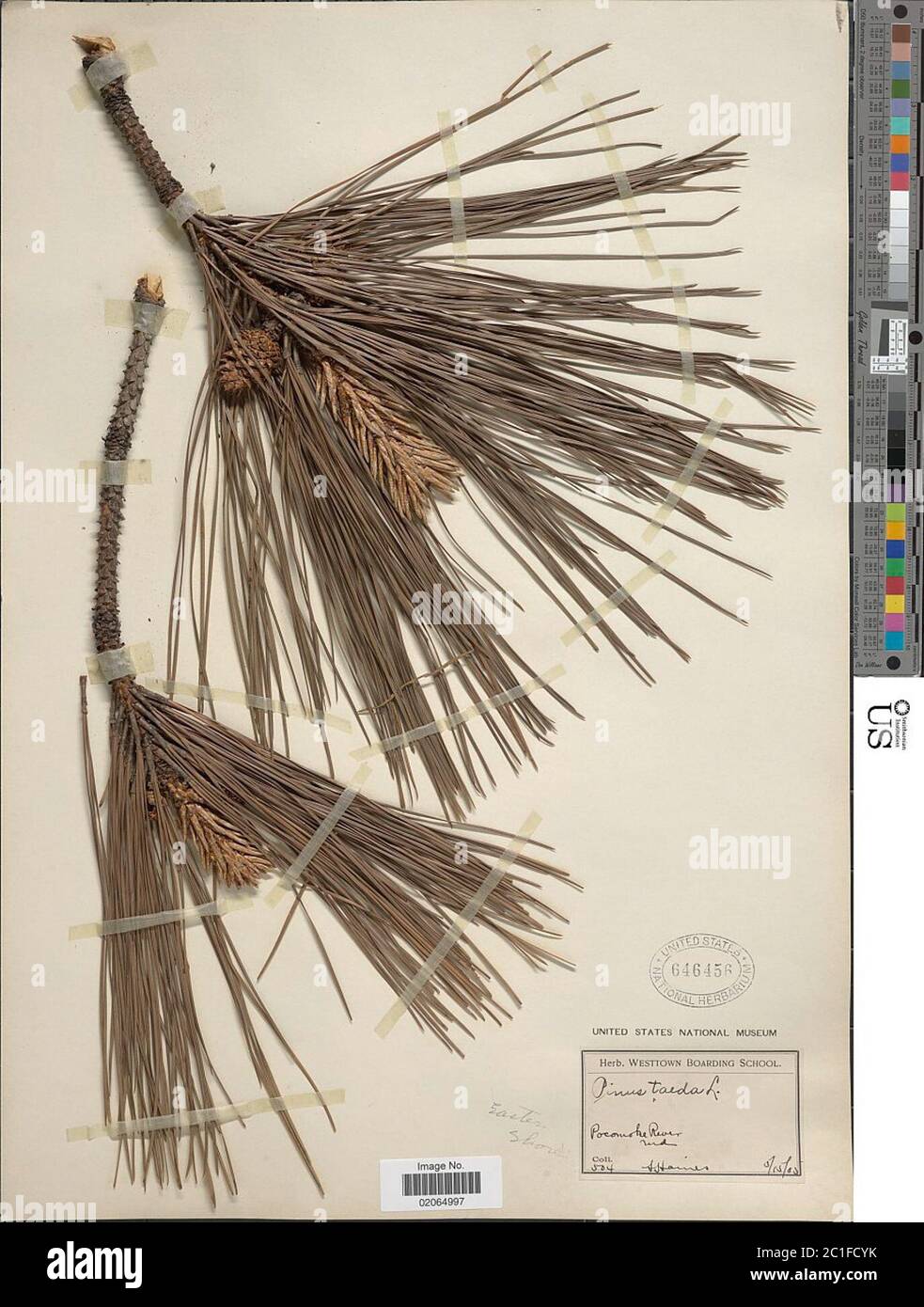 Pinus taeda l hi-res stock photography and images - Alamy