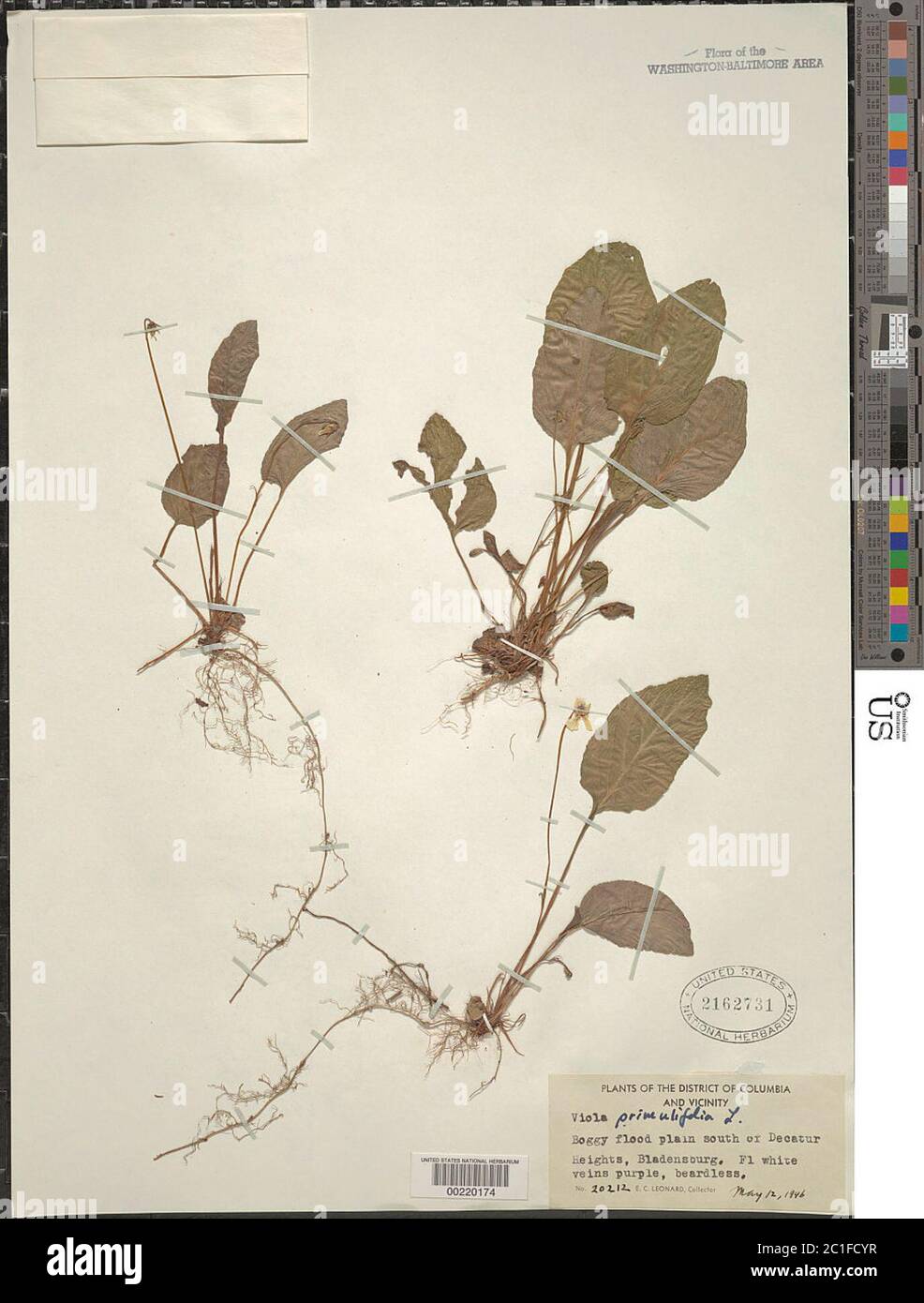 Viola primulifolia L Viola primulifolia L Stock Photo - Alamy