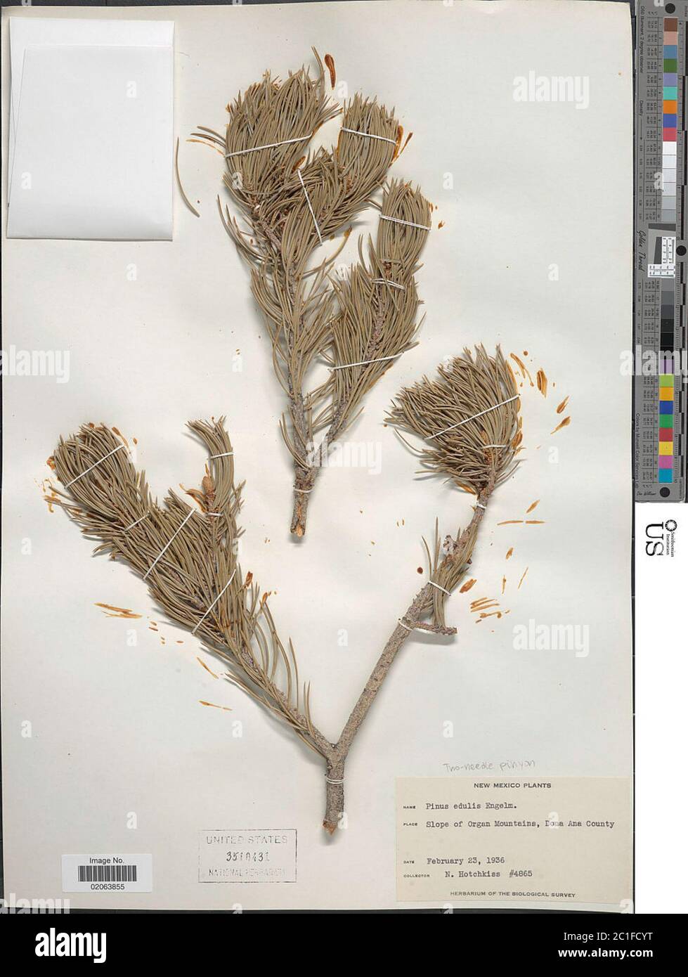 Pinus edulis Engelm Pinus edulis Engelm Stock Photo - Alamy