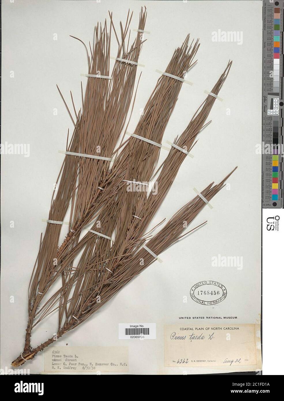 Pinus taeda L Pinus taeda L Stock Photo - Alamy