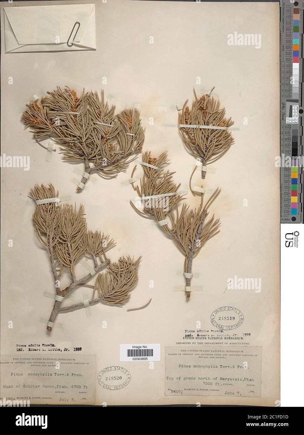 Pinus edulis Engelm Pinus edulis Engelm Stock Photo - Alamy