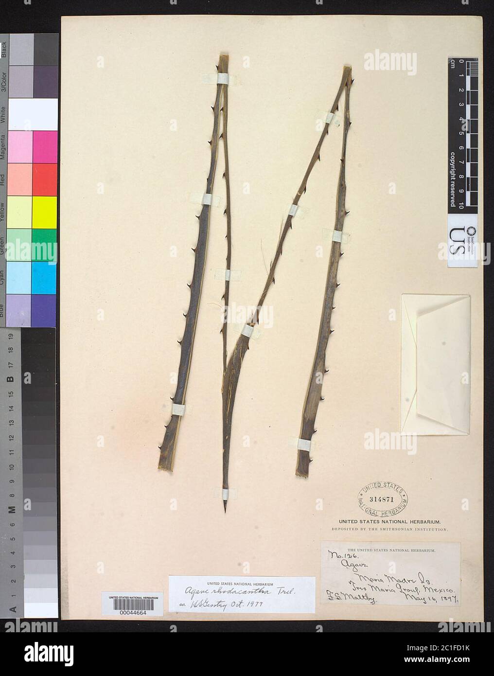 Agave rhodacantha Trel Agave rhodacantha Trel Stock Photo - Alamy