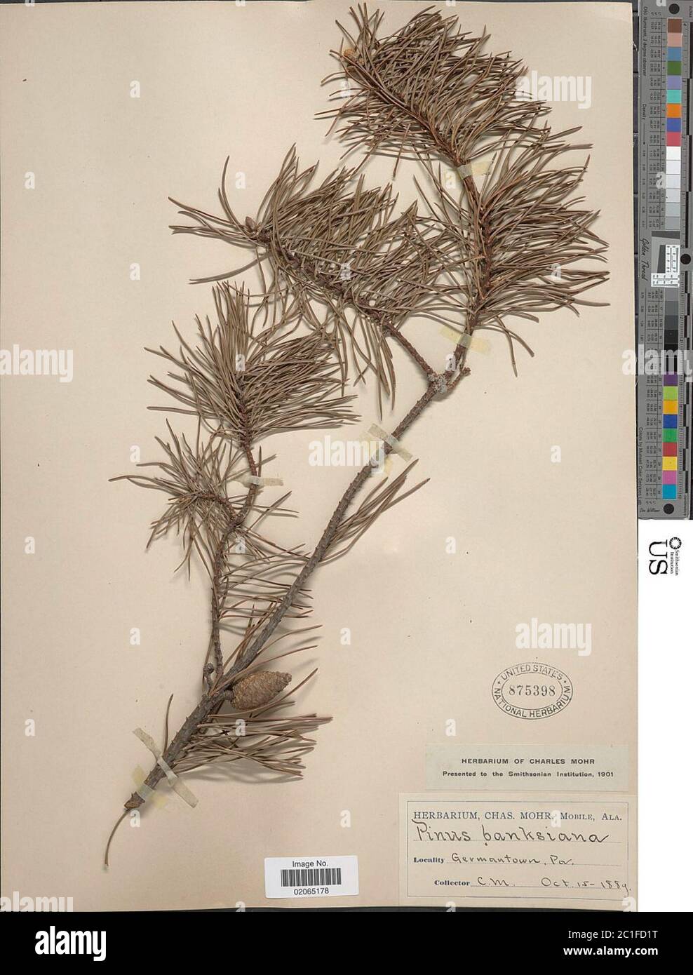 Pinus sp Pinus sp Stock Photo - Alamy