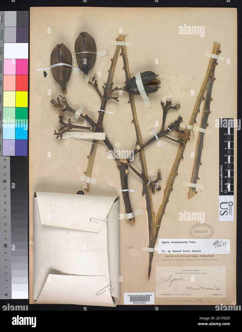 Agave rhodacantha Trel Agave rhodacantha Trel Stock Photo - Alamy