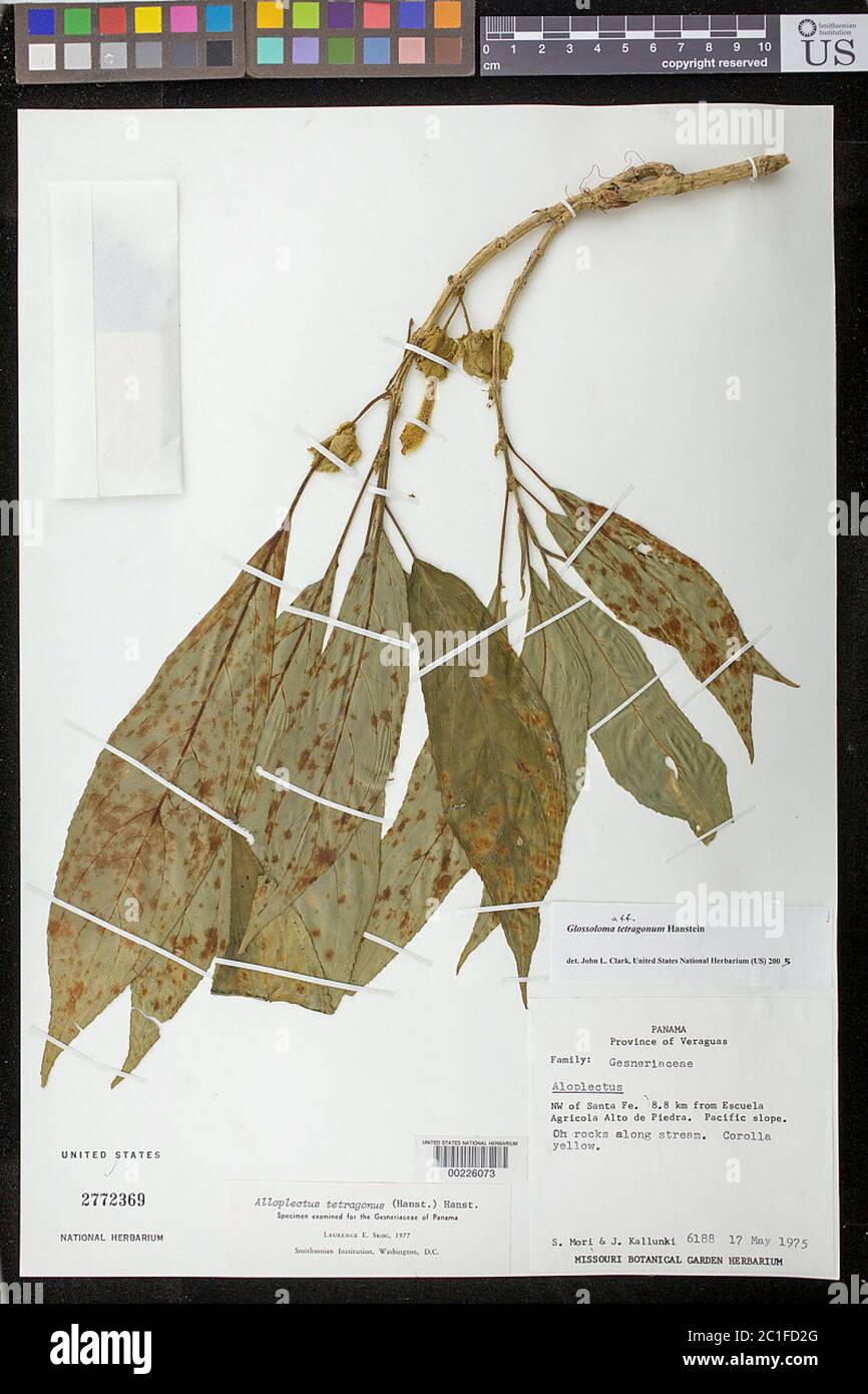 aff Glossoloma tetragonum Hanst aff Glossoloma tetragonum Hanst Stock ...