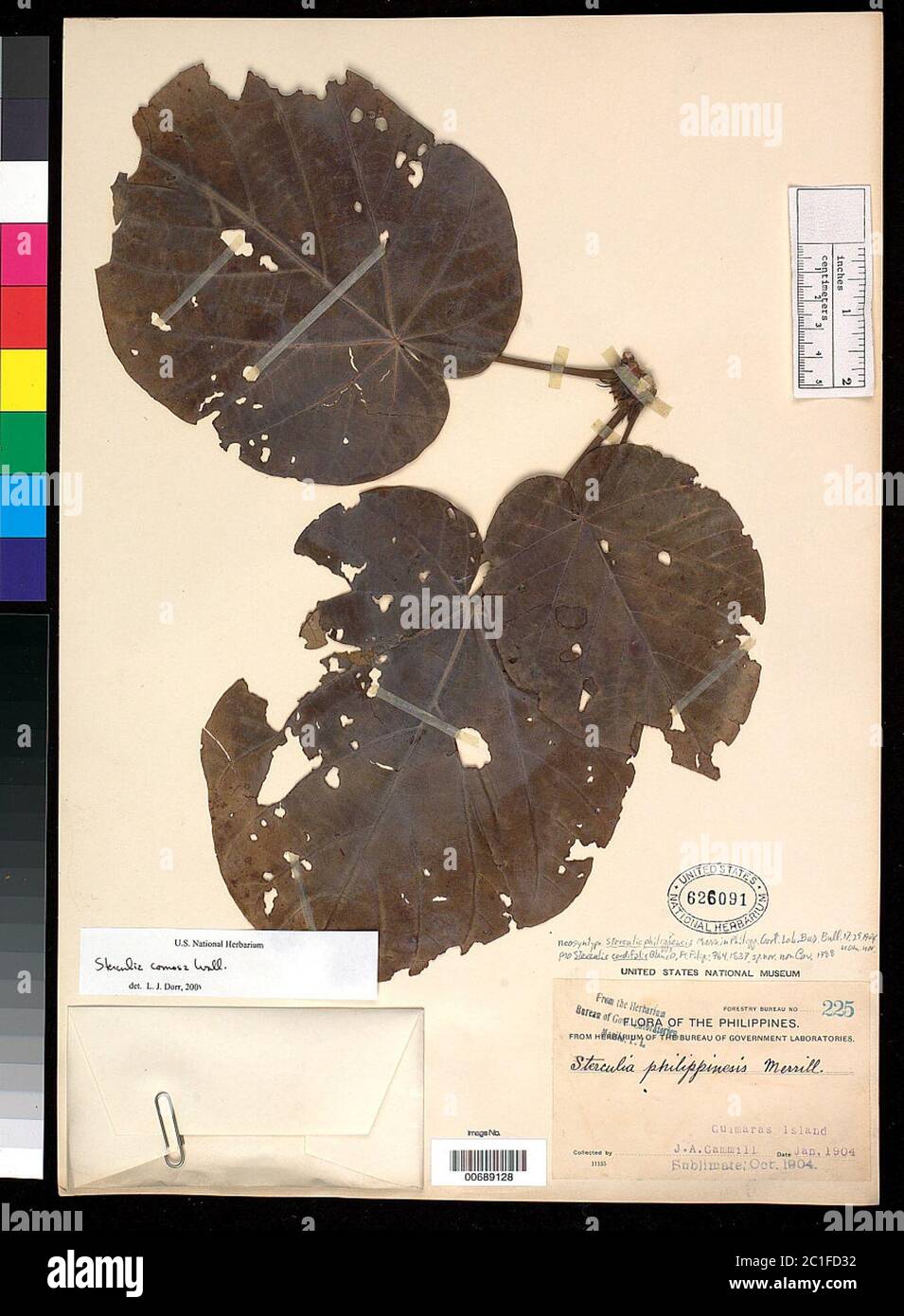 Sterculia comosa Wall Sterculia comosa Wall Stock Photo - Alamy