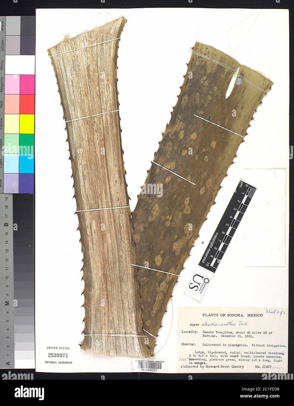 Agave rhodacantha Trel Agave rhodacantha Trel Stock Photo - Alamy